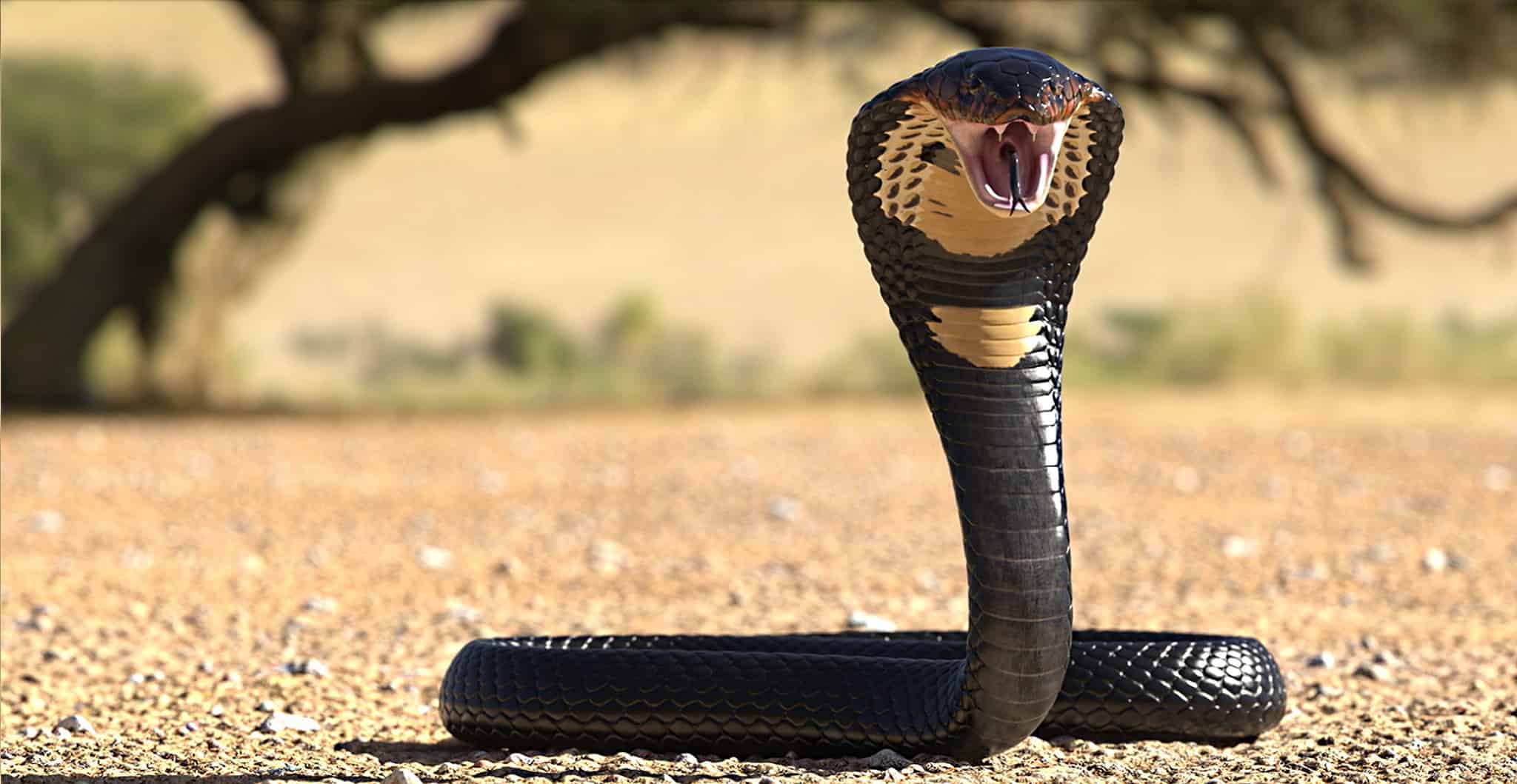 These Tiny Animals Can Take Down Creatures 10 Times Their Size - A-Z ...