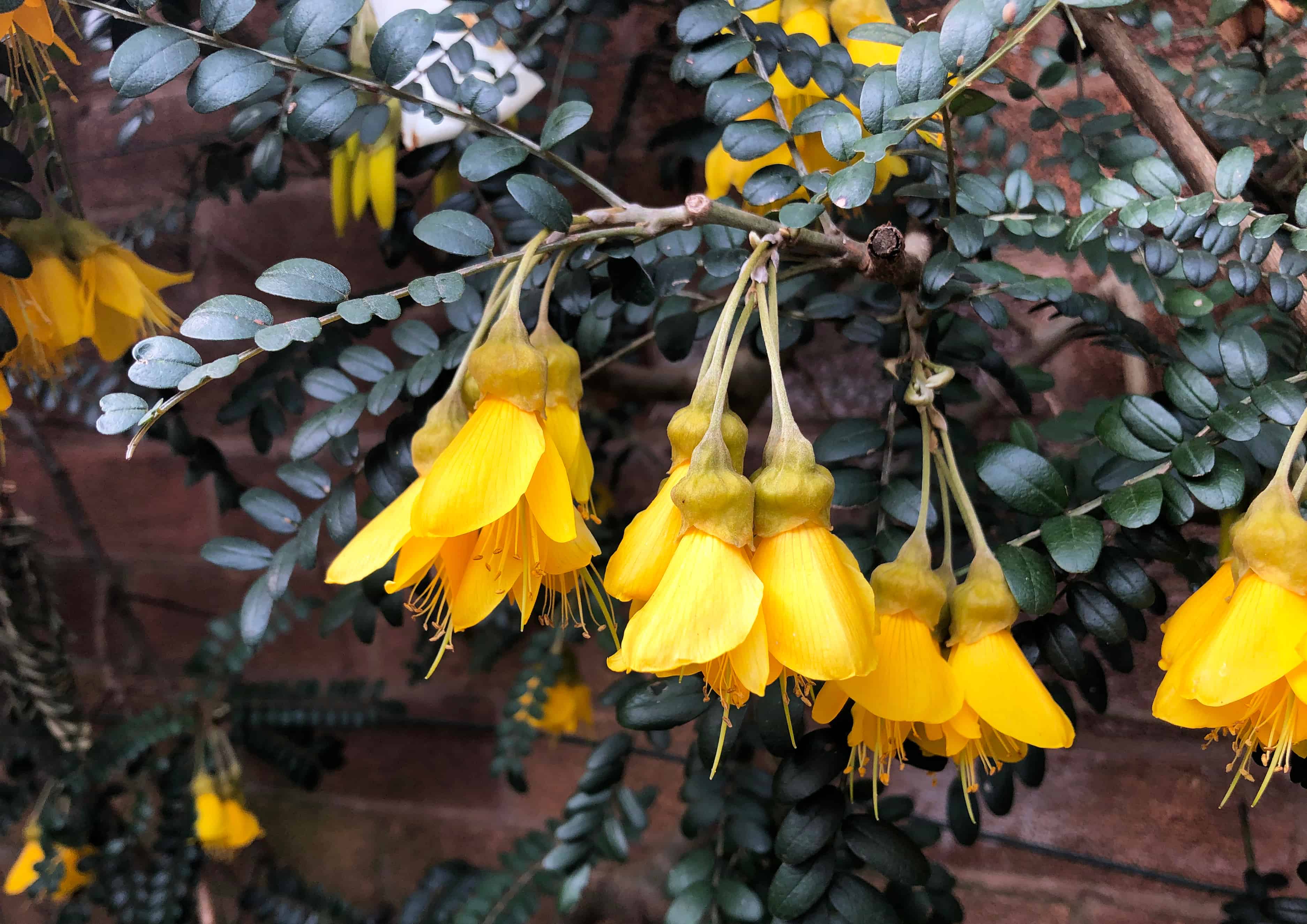 Discover the National Flower of New Zealand: The Kōwhai - A-Z Animals