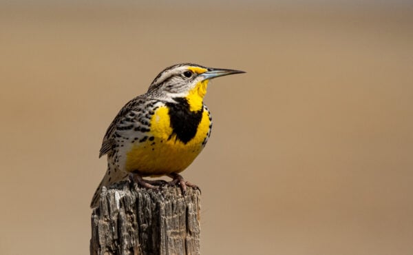 Discover the Official State Bird of Oregon - A-Z Animals