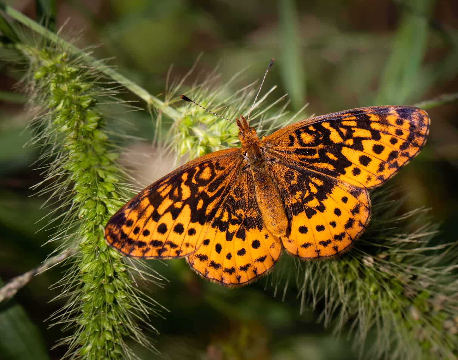12 Types of Orange Butterflies with Pictures and Identification Guide ...
