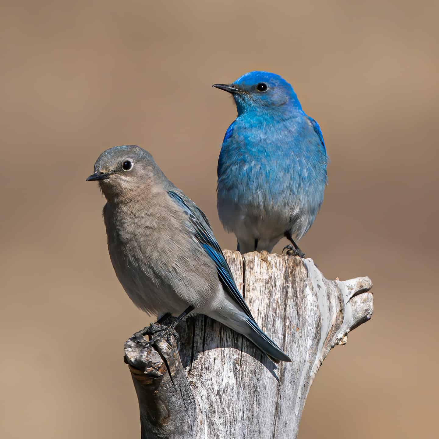 Discover the Official State Bird of Idaho - A-Z Animals