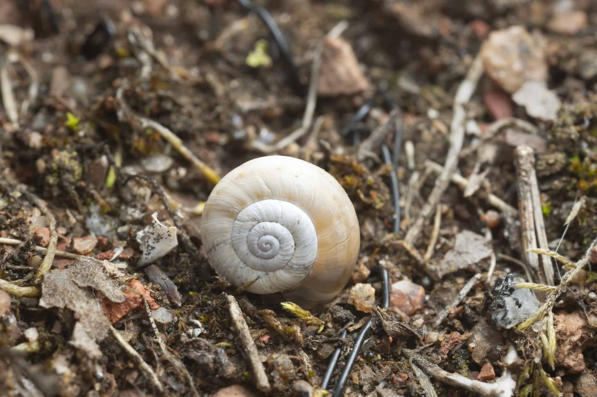 A Full List of All Types of Animals That Hibernate - A-Z Animals