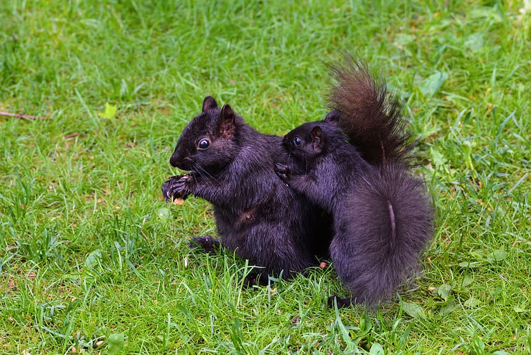 What Causes Black Squirrels and How Rare Are They? - A-Z Animals