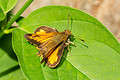 12 Types of Orange Butterflies with Pictures and Identification Guide ...