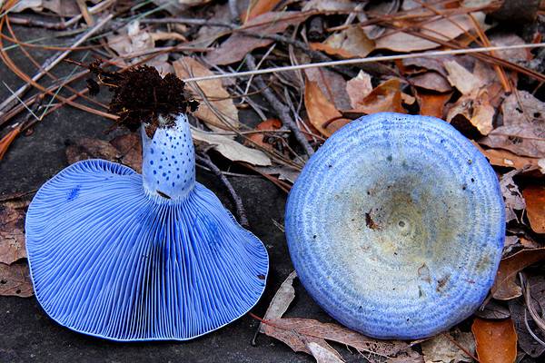 9 Mushrooms that Look Weird and Cool - A-Z Animals