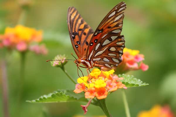 Discover 13 Stunning Butterflies That Live in Hawaii - A-Z Animals