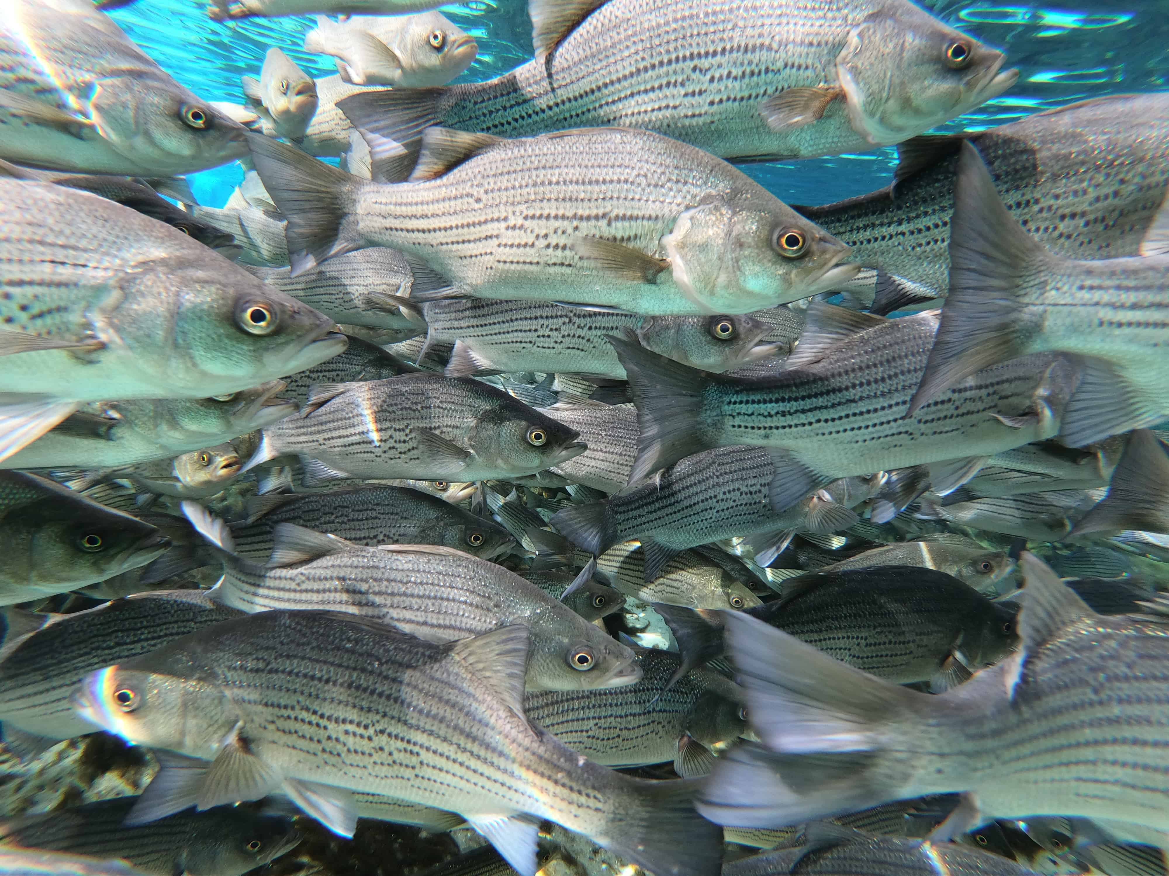 Discover the 10 Official State Animals of New Jersey - A-Z Animals