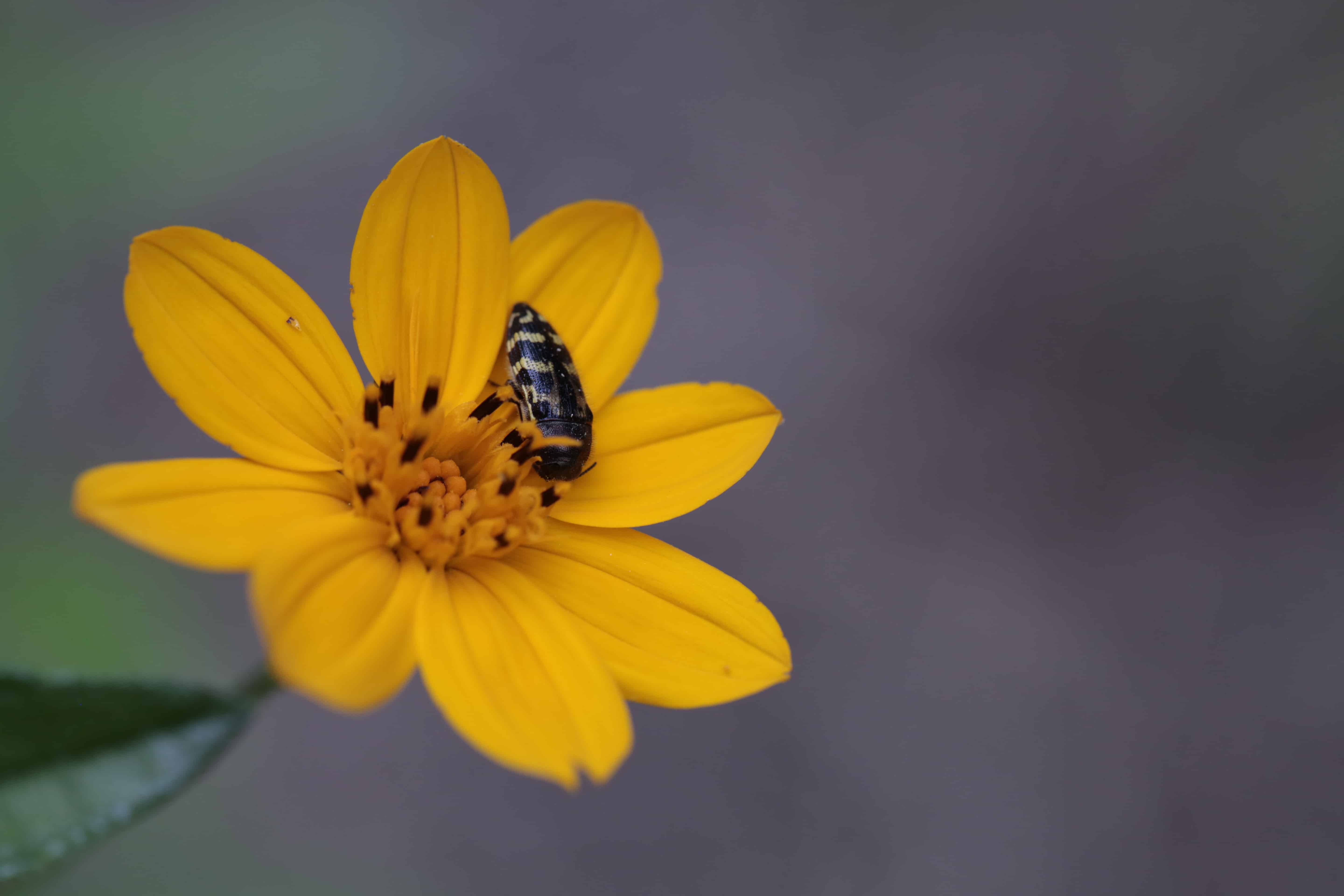 Ten Beetles Native to Virginia - A-Z Animals