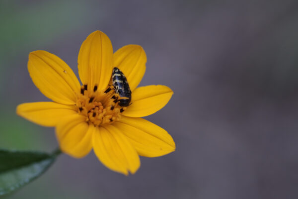 Ten Beetles Native to Virginia - A-Z Animals