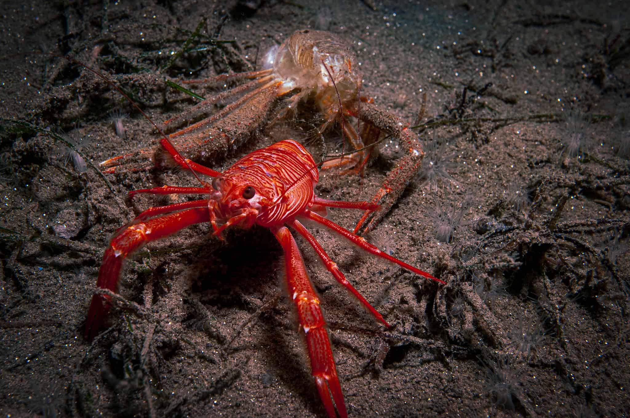The Amazing Process of Crab Molting, Explained Step by Step - A-Z Animals