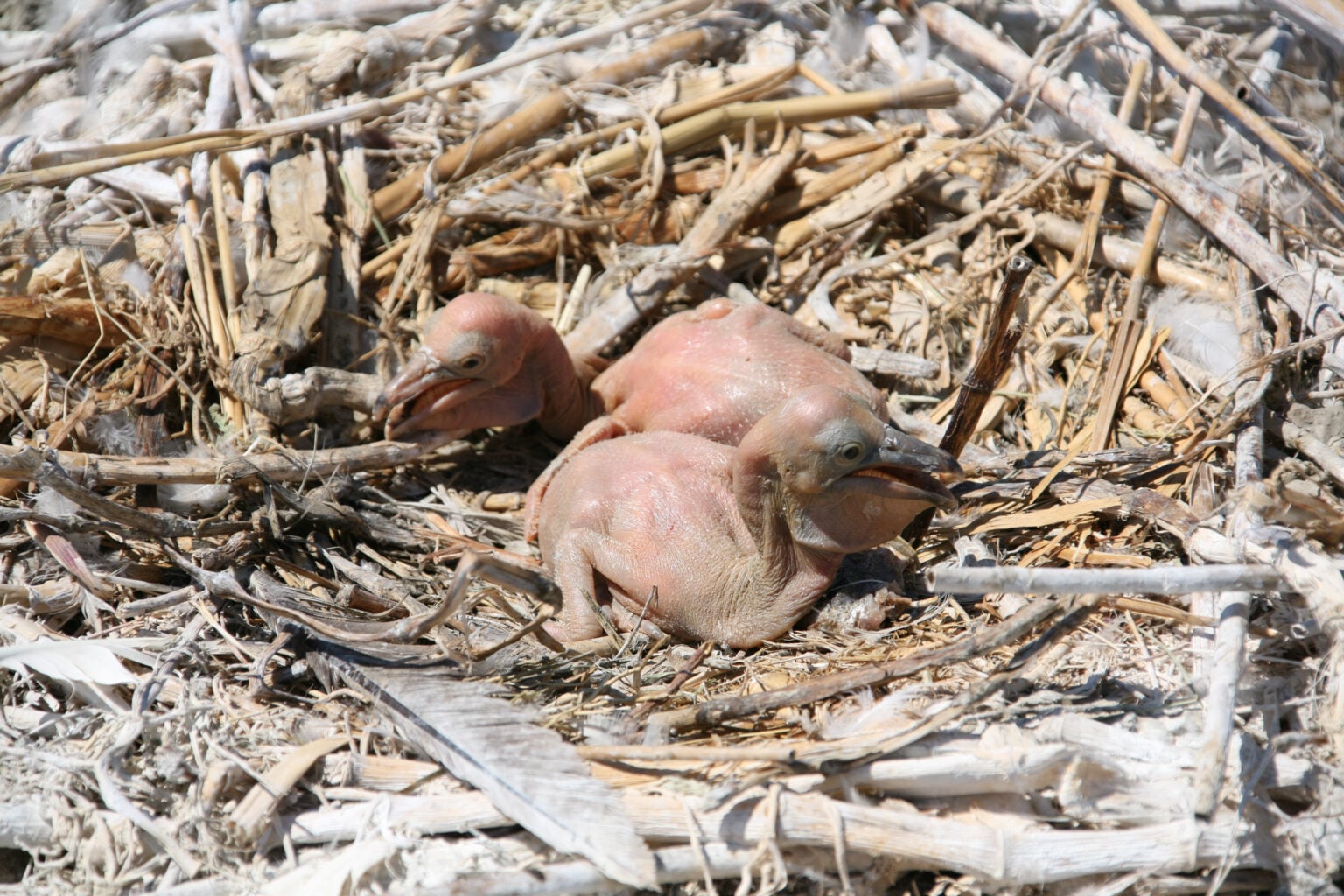 8 Facts About Baby Pelicans - A-Z Animals
