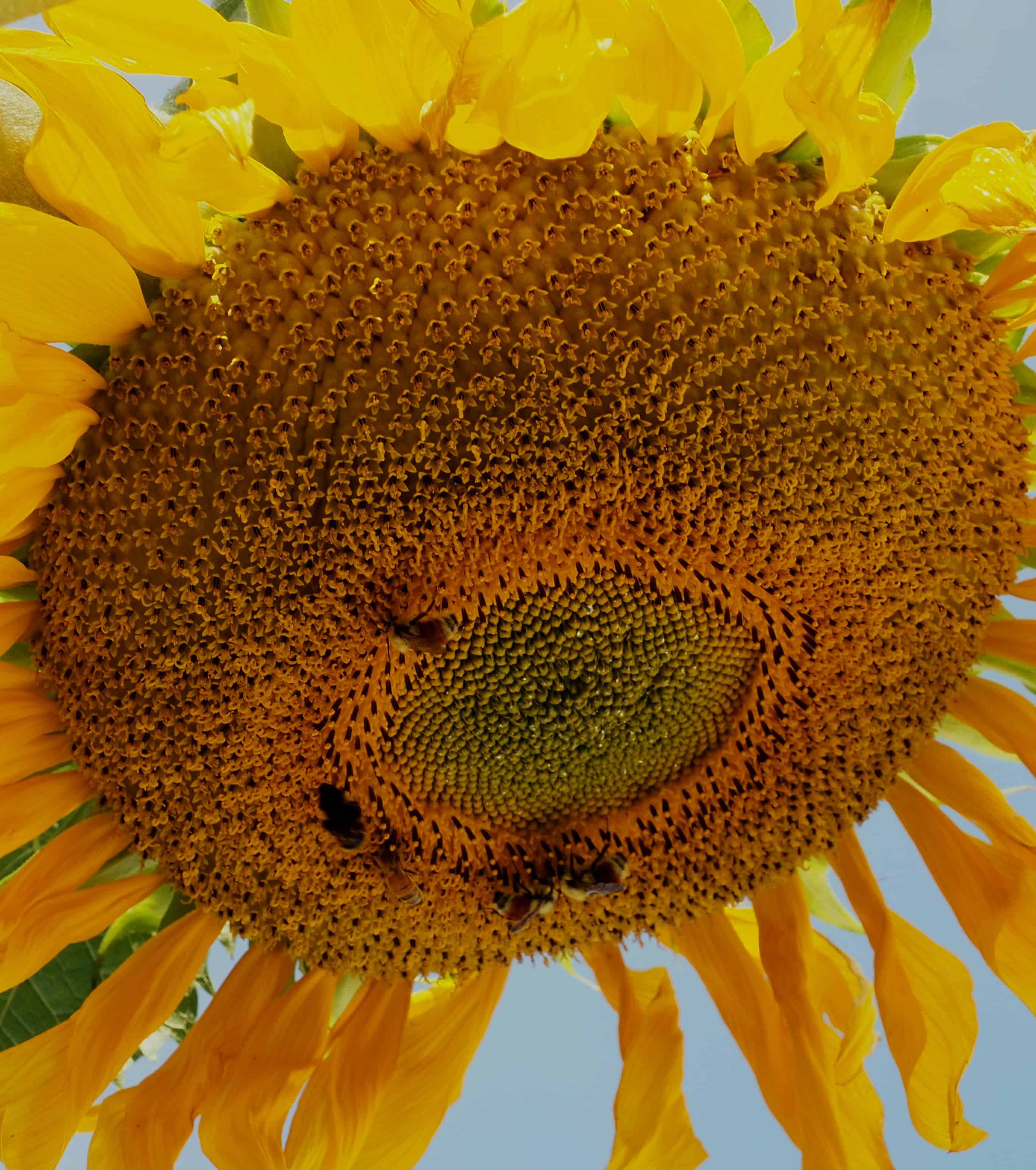 21 Types of Sunflowers: When to Plant, and Where to Grow & More