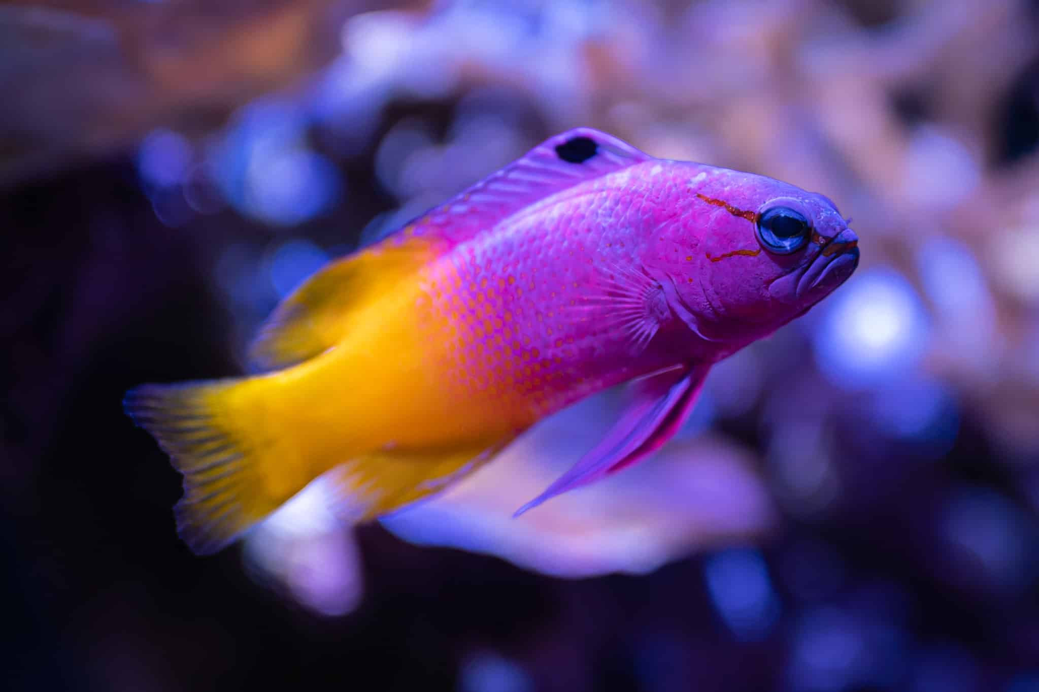 11 Cheap Saltwater Aquarium Fish to Buy on a Budget - A-Z Animals