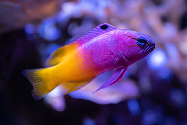 7 Types of Purple Fish to Own - A-Z Animals