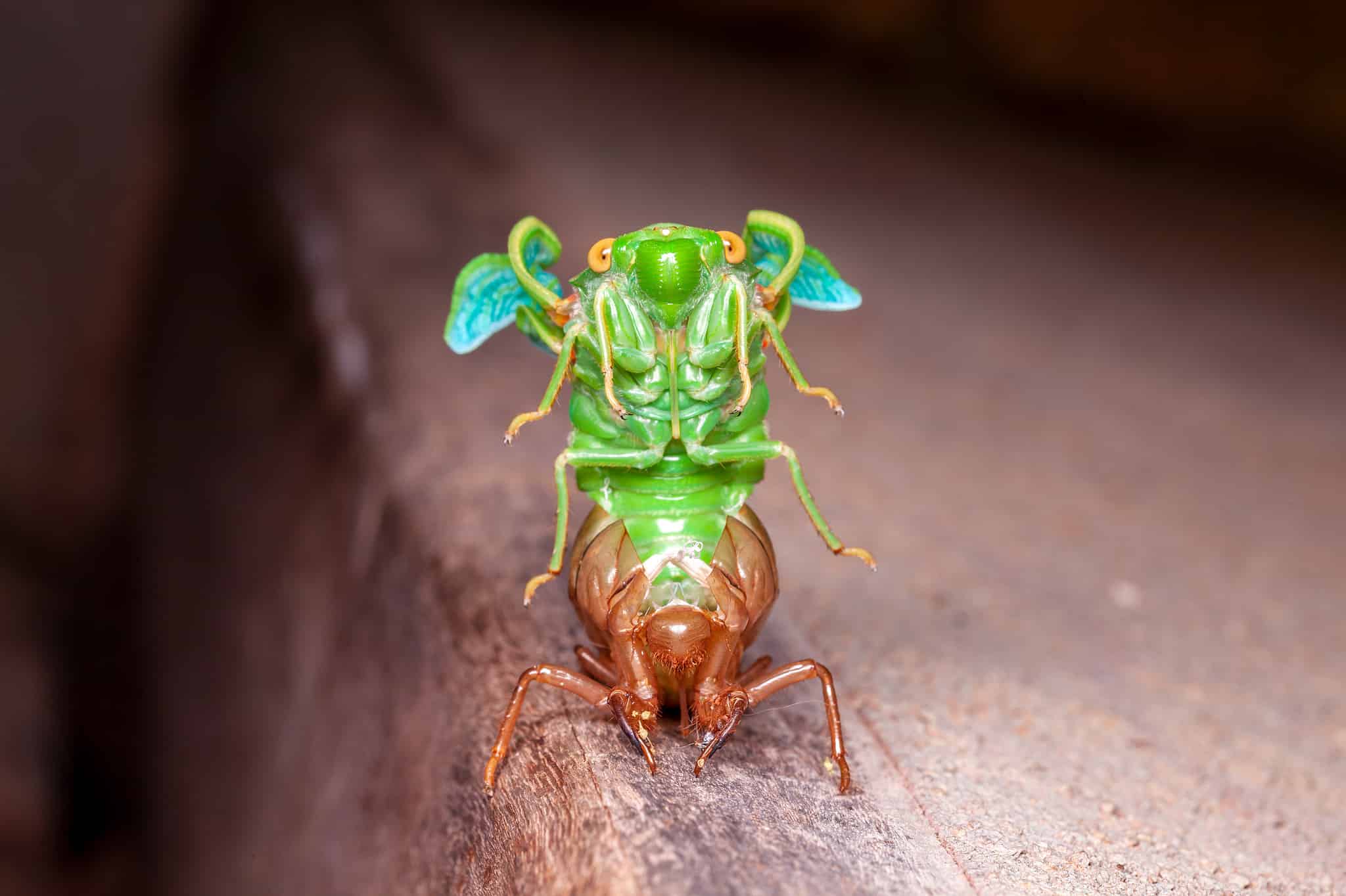 Cicadas vs. Locusts: What's The Difference? Are They The Same Thing?