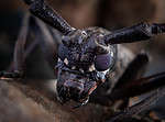 Discover 10 Types of Gray Beetles - A-Z Animals