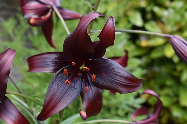 When To Plant Lily Bulbs