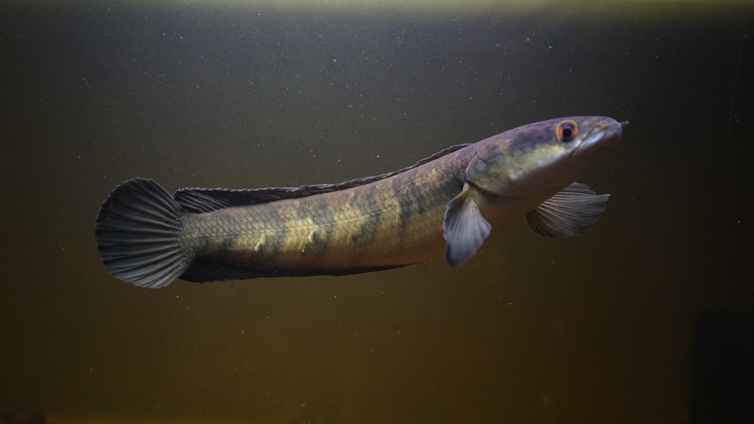 7 Types of Snakehead Fish - A-Z Animals