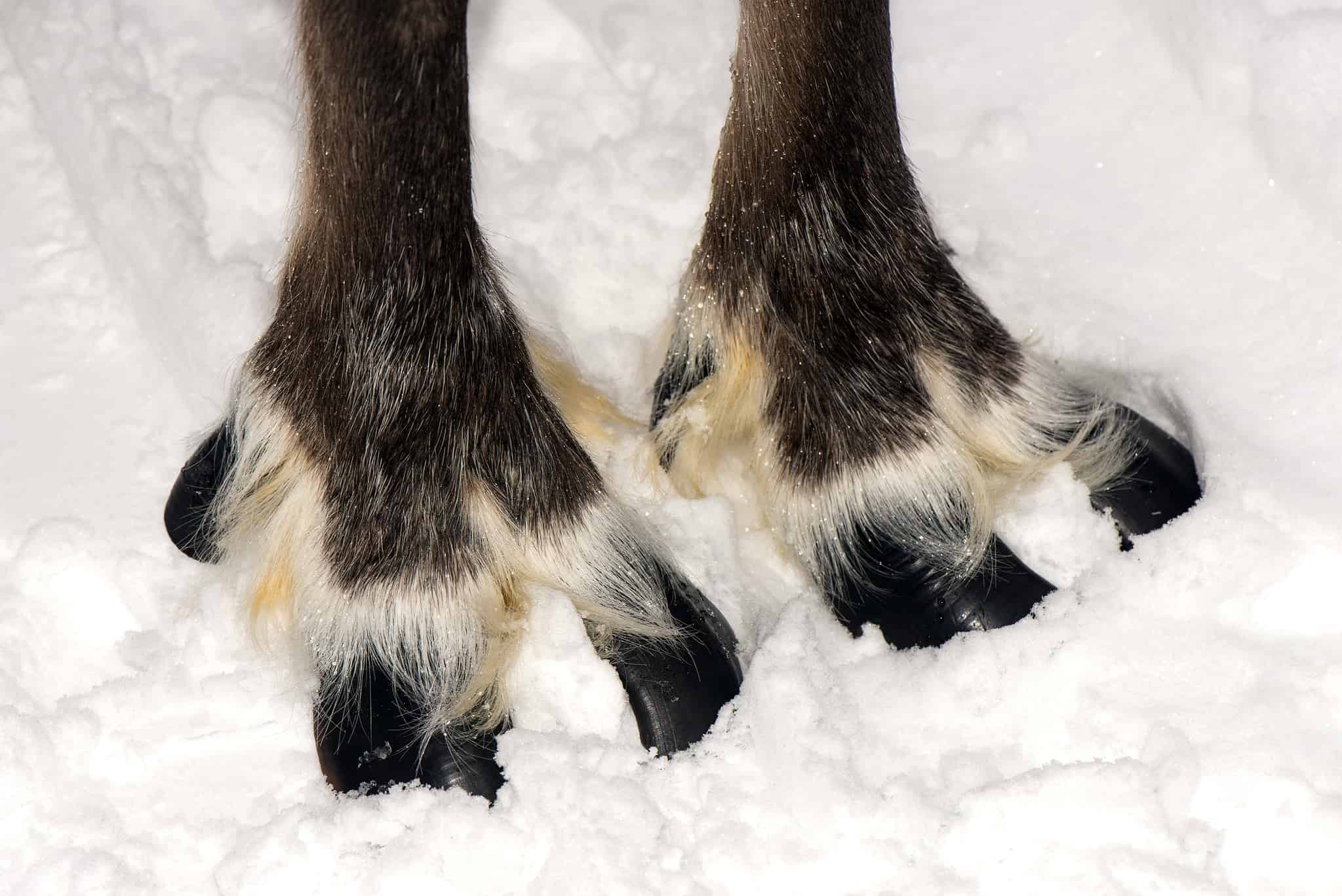 12 Incredible Reindeer Facts for Christmas - A-Z Animals