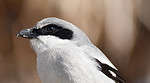 Loggerhead Shrike - A-Z Animals