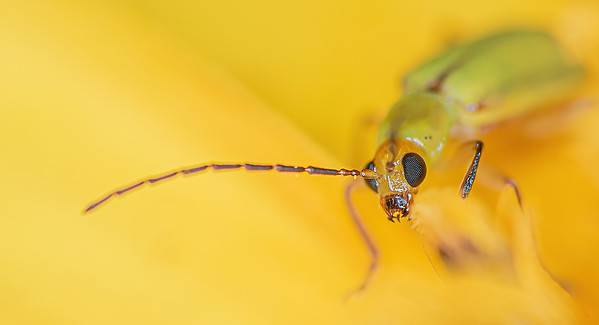 Discover 10 Types of Brown Beetles - A-Z Animals
