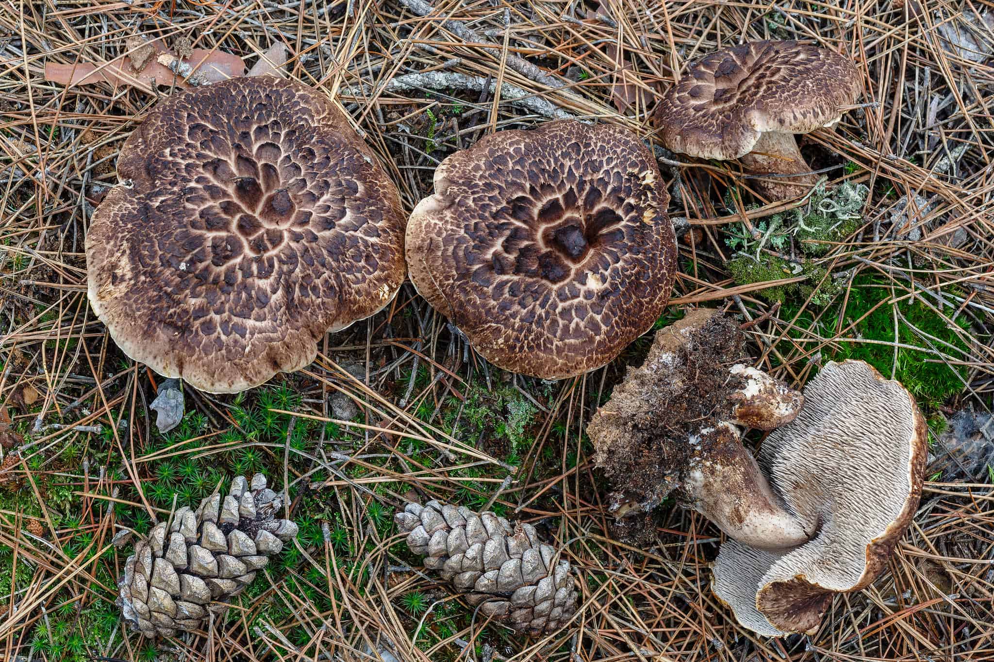 The 5 Best Counties For Mushroom Foraging - A-Z Animals
