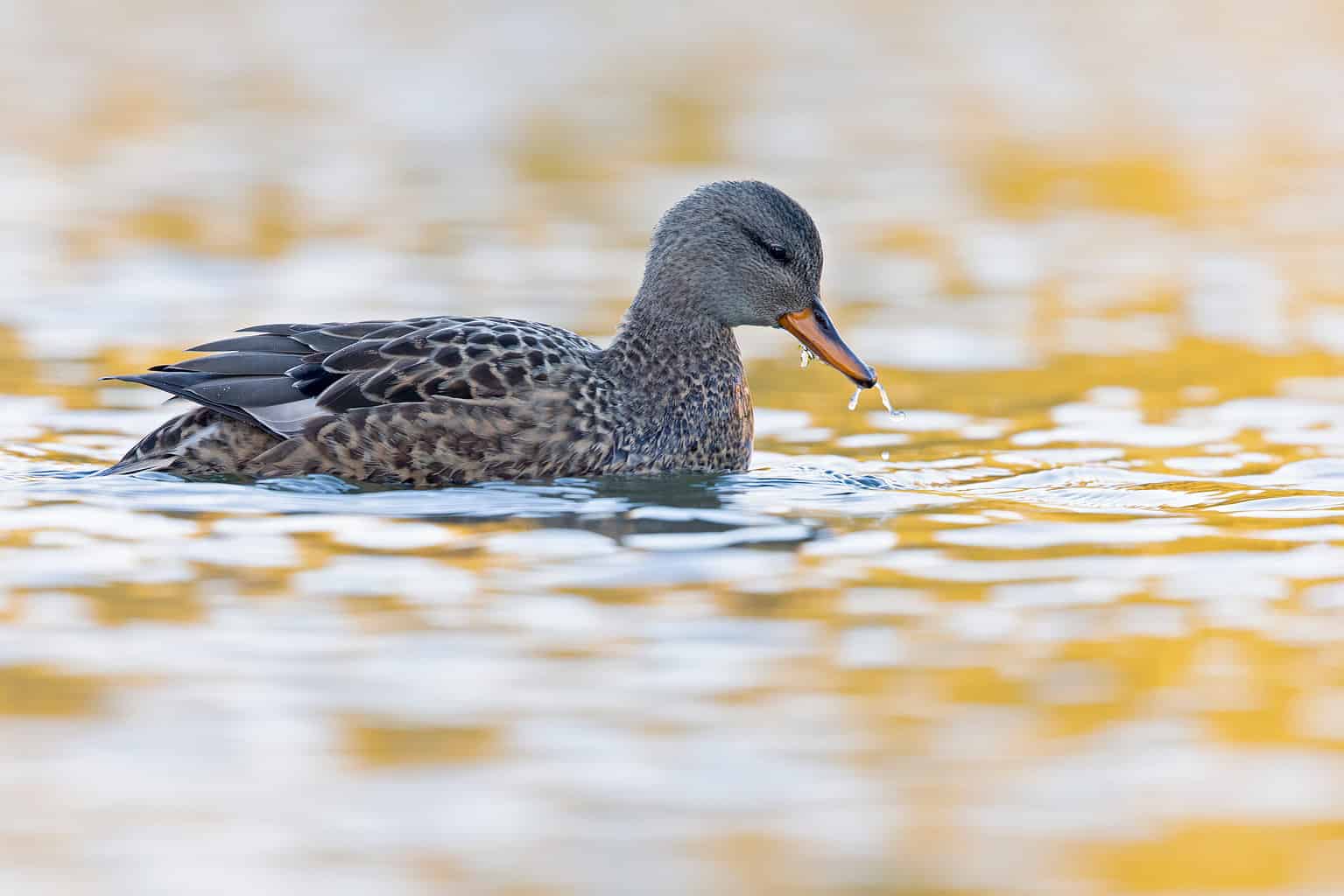 Gadwall Bird Facts - Mareca strepera - A-Z Animals