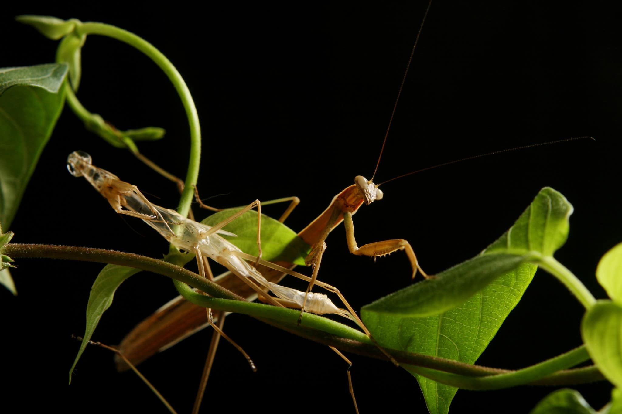 Orchid Mantis Looks Like a Flower and Drinks Like a Fairy - A-Z Animals