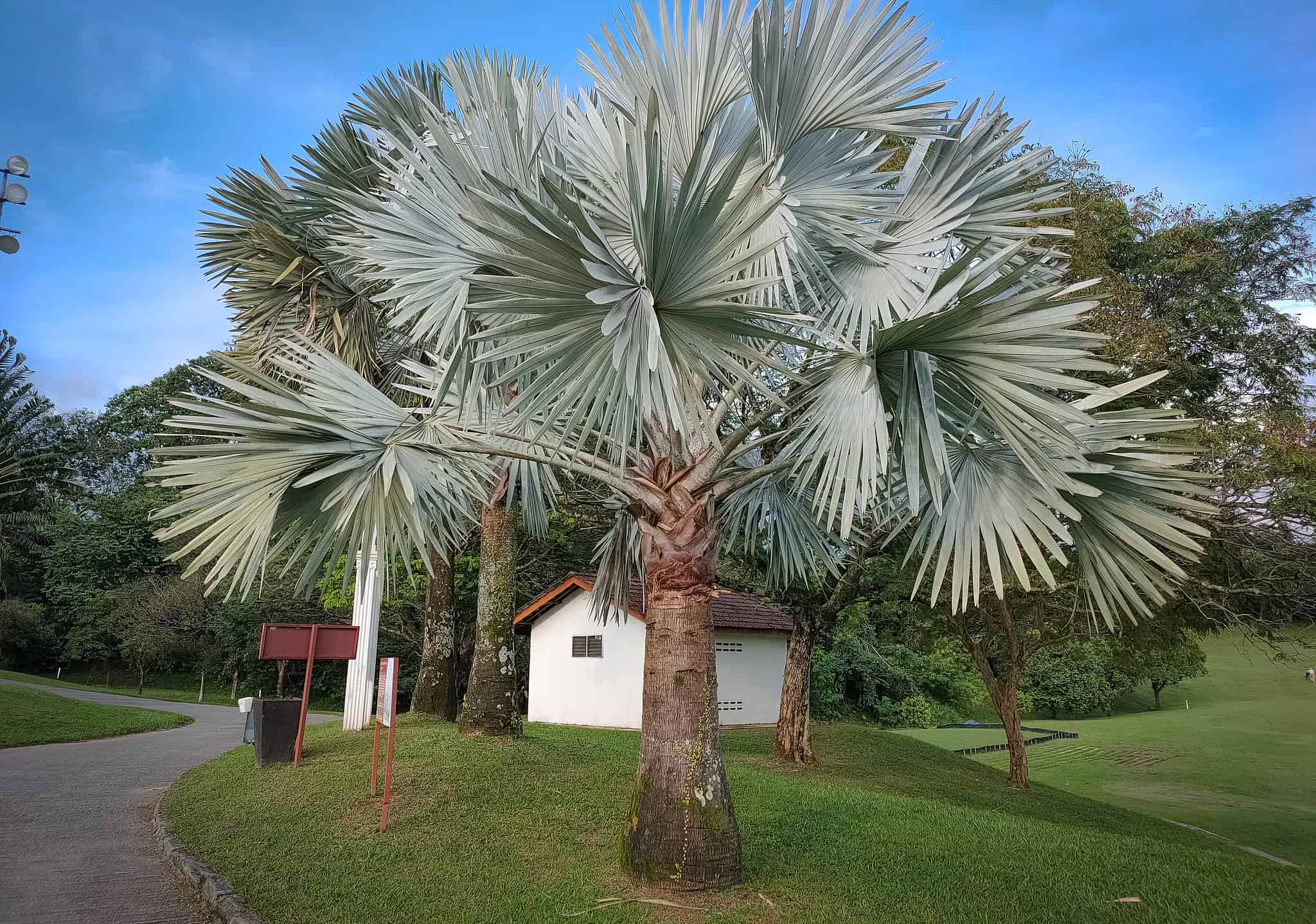 Fan Palm Tree - A-Z Animals