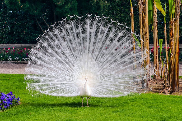 White Peacocks: 5 Pictures and Why They're So Rare - A-Z Animals