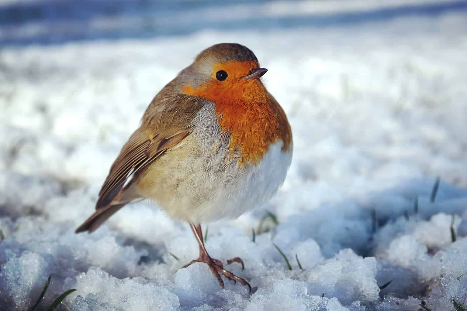 The 12 Animals of Christmas from Around the World - A-Z Animals
