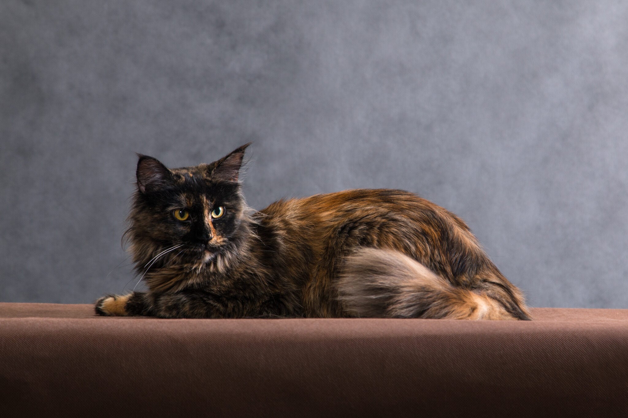 Meet the Oldest Cat to Ever Live - A-Z Animals