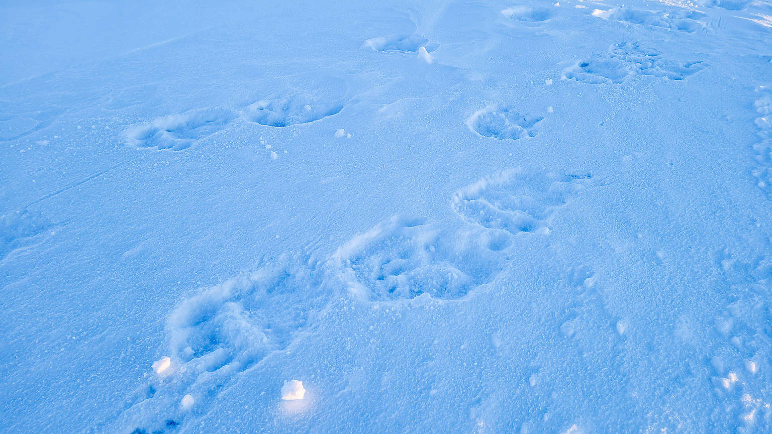 Bear Tracks: Identification Guide for Snow, Mud, and More - A-Z Animals