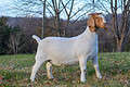 Goat Meat: Everything You Need to Know About Mutton - Health Benefits ...