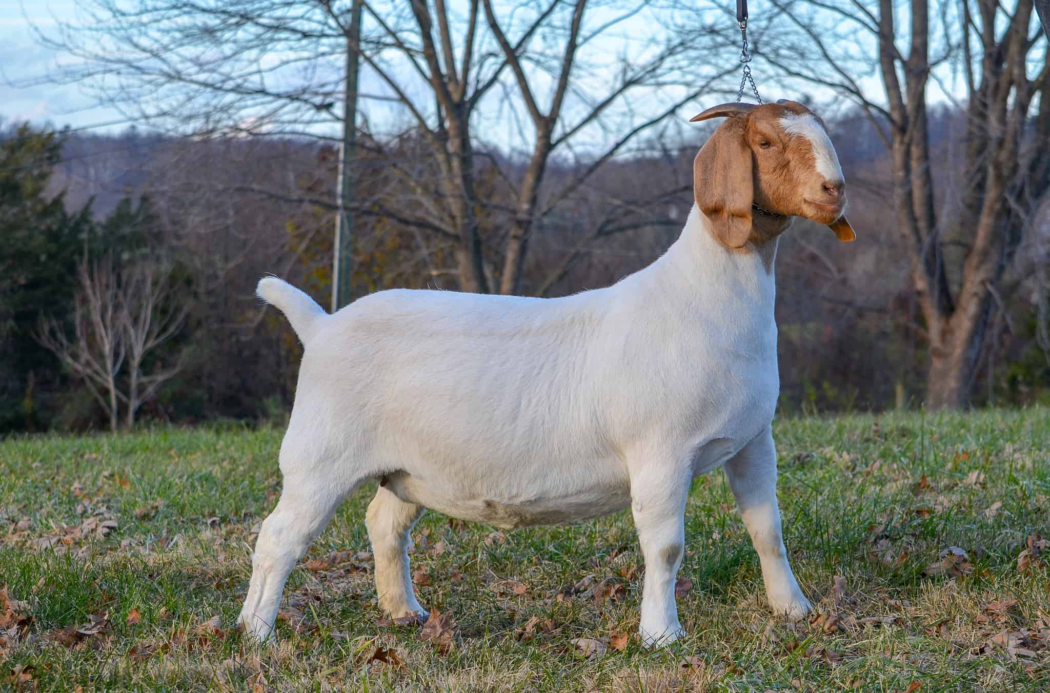 5 Animals Brought to the Americas by Europeans - A-Z Animals