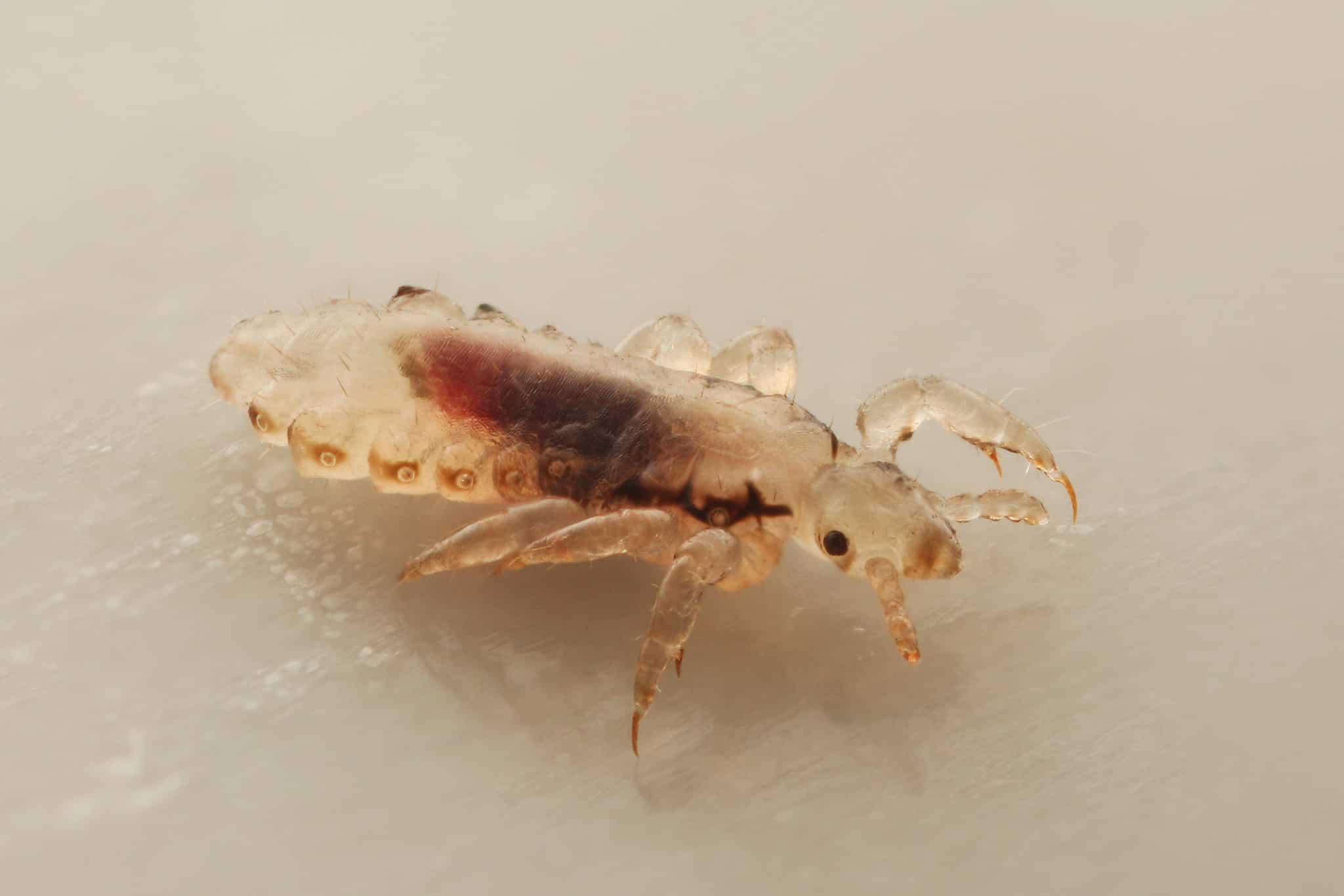 8 Bugs That Look Like Lice (Know The Difference) - A-Z Animals