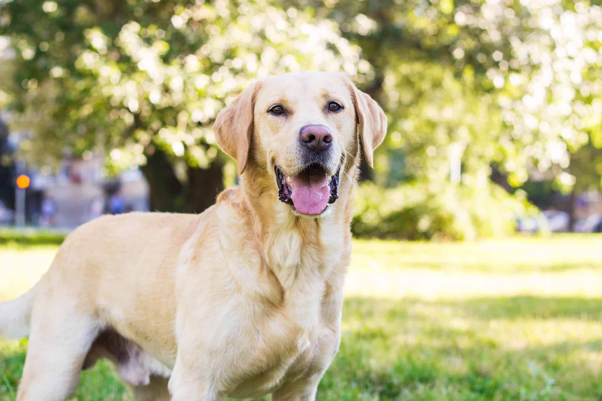 2 Types of Labrador Dogs That Make The Best Pets - A-Z Animals