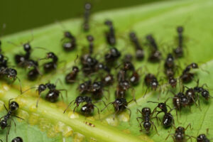 9 Common Types of Black Bugs with Pictures and Identification Guide - A ...