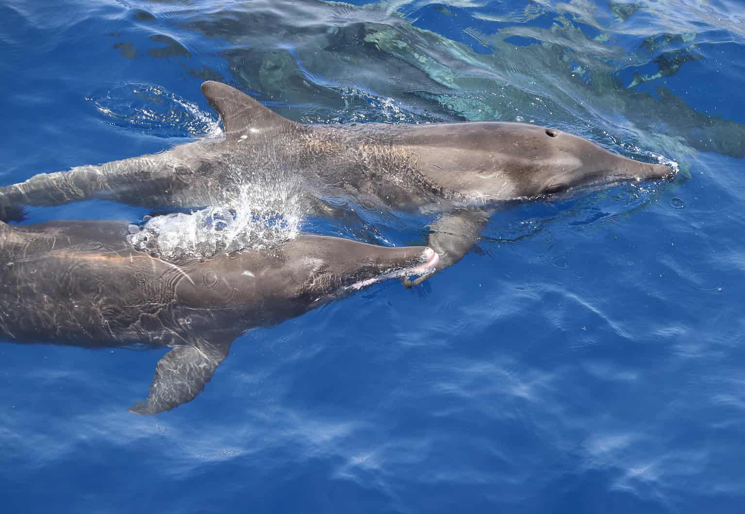 Inside the Rescue of Four Dolphins from a Florida Marine Park - A-Z Animals