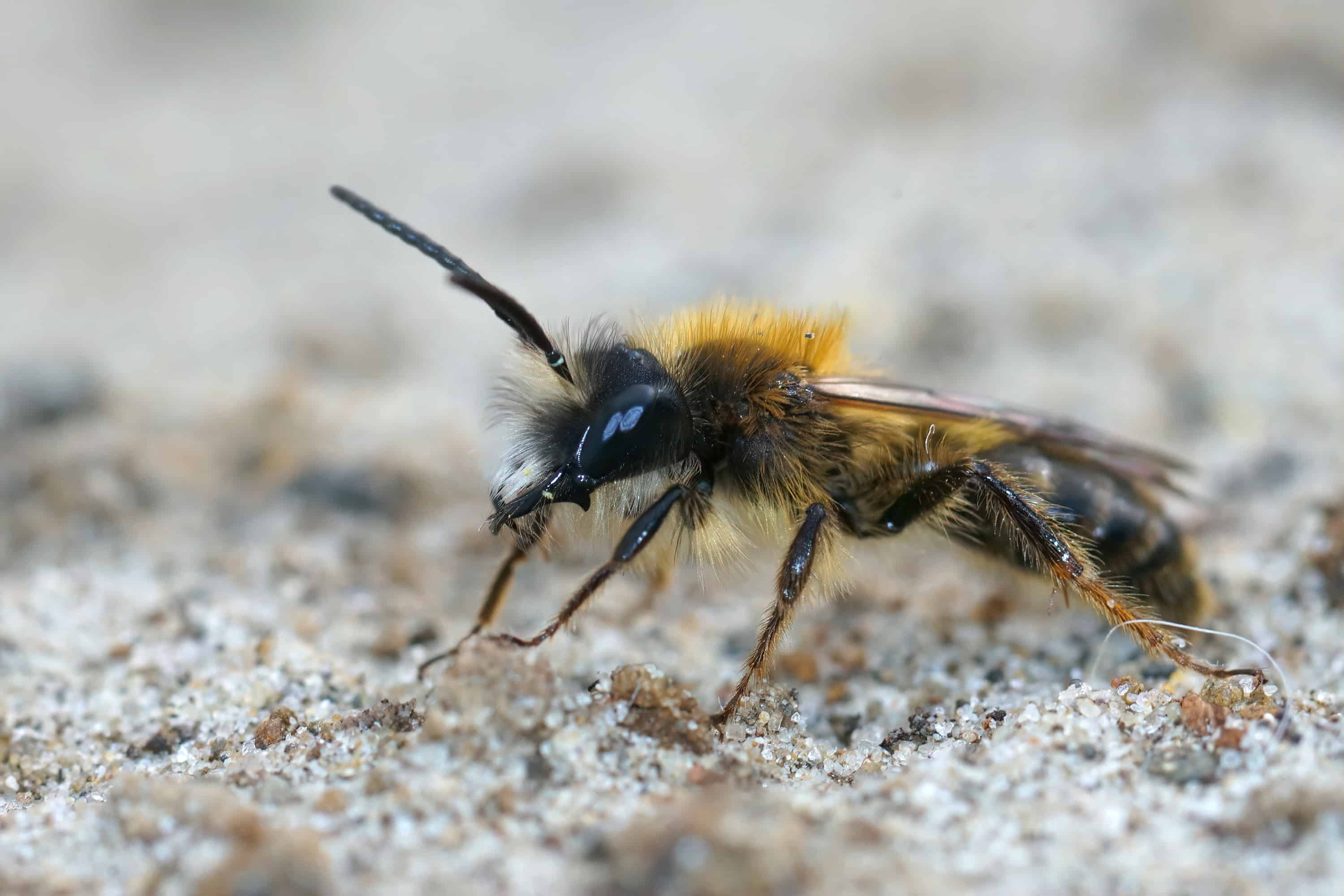 Tawny Mining Bee Insect Facts - Andrena fulva - A-Z Animals