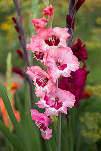 14 Gorgeous Flowers That Represent Growth - A-Z Animals