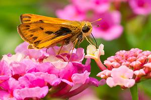 12 Types of Orange Butterflies with Pictures and Identification Guide ...