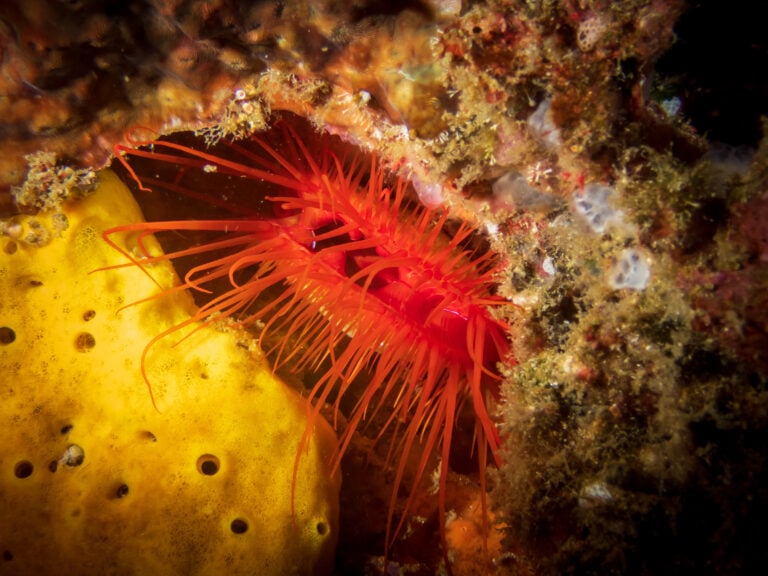 Disco Clam Animal Facts - Ctenoides ales - A-Z Animals
