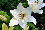 24 Types Of White Lilies