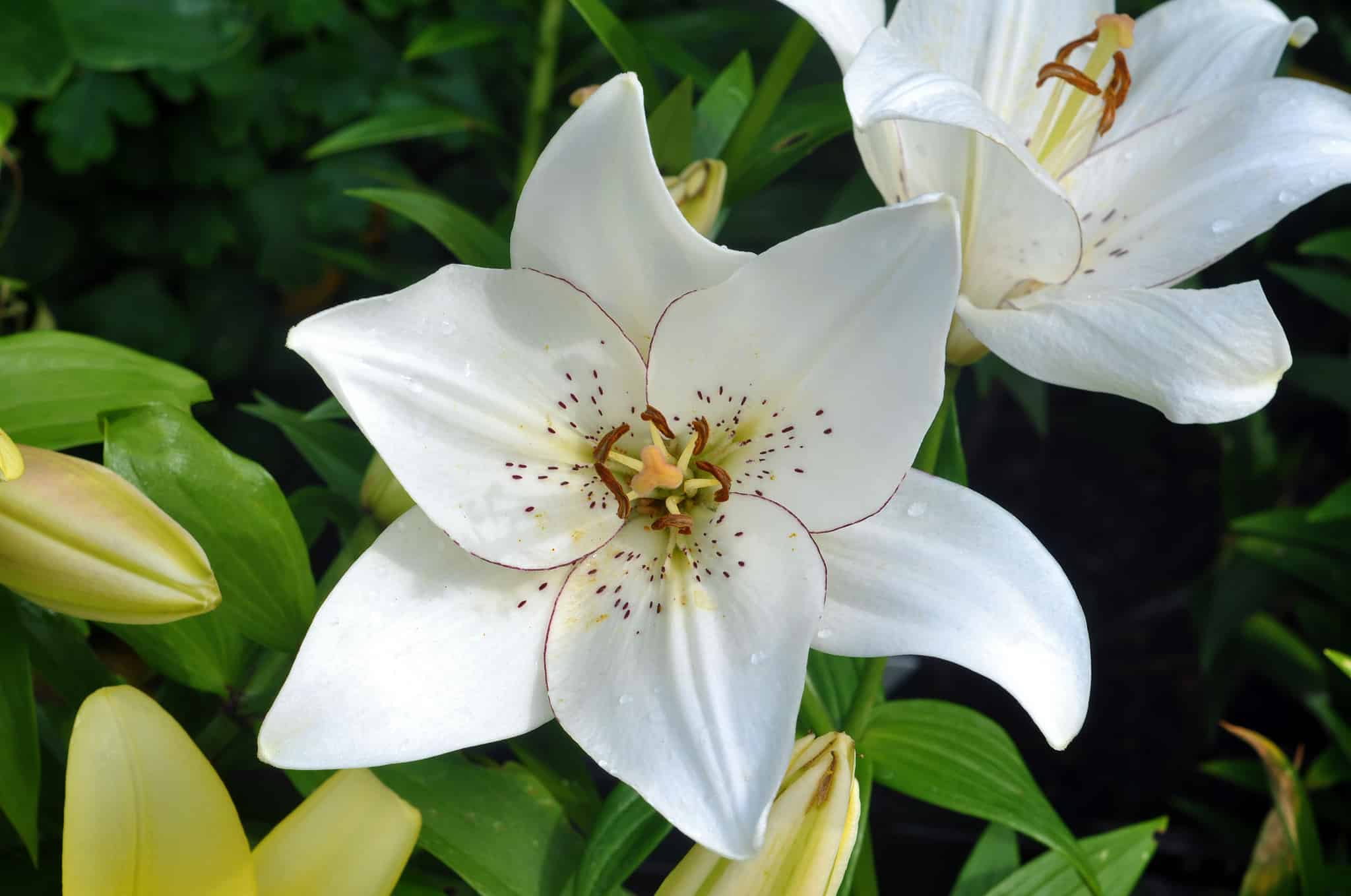 24 Types Of White Lilies