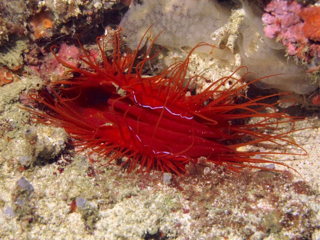Wildlife in Oceania - Types of Oceanian Animals - A-Z Animals