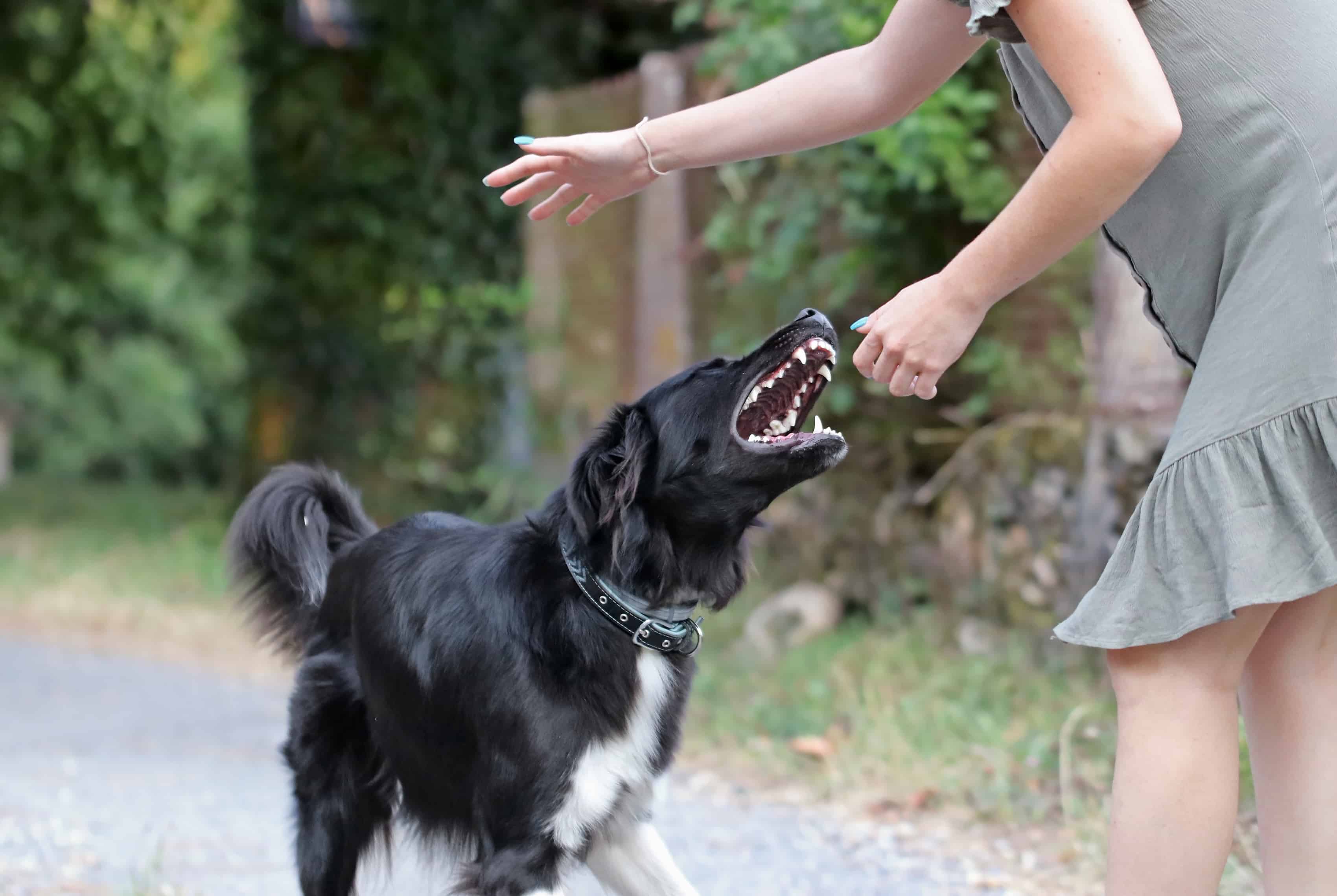 Training Your Border Collie: Tips, Common Mistakes, and More!
