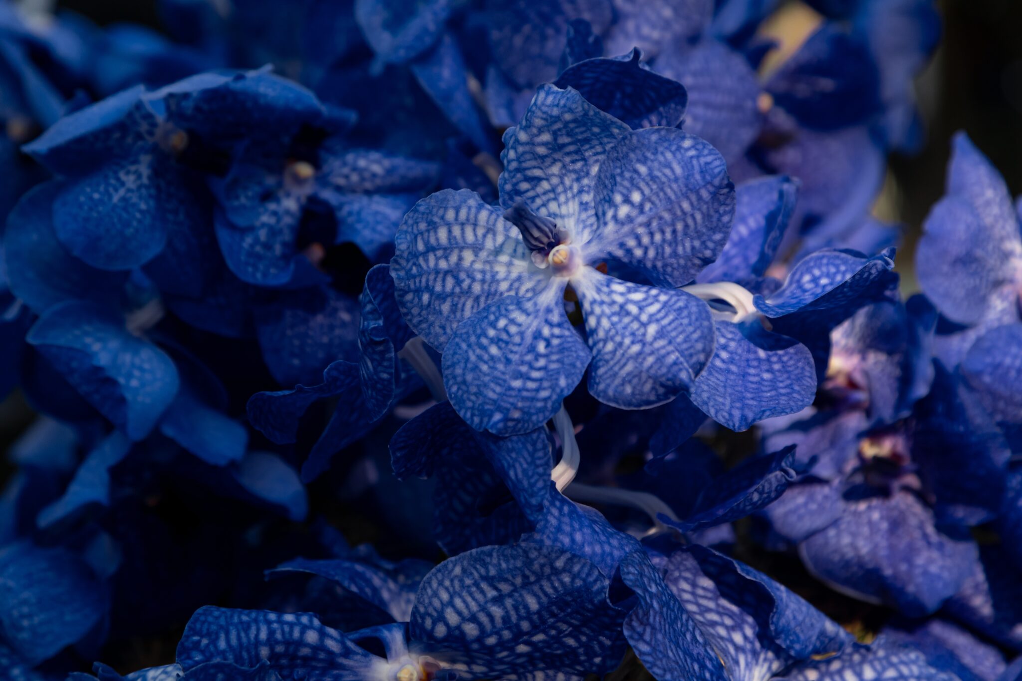 3 Types Of Blue Orchids - A-Z Animals