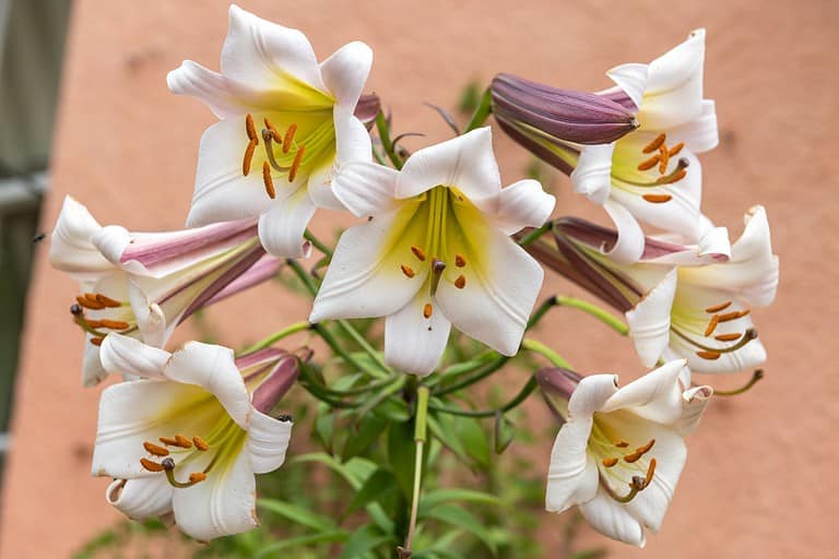 16 Types Of Black Lilies