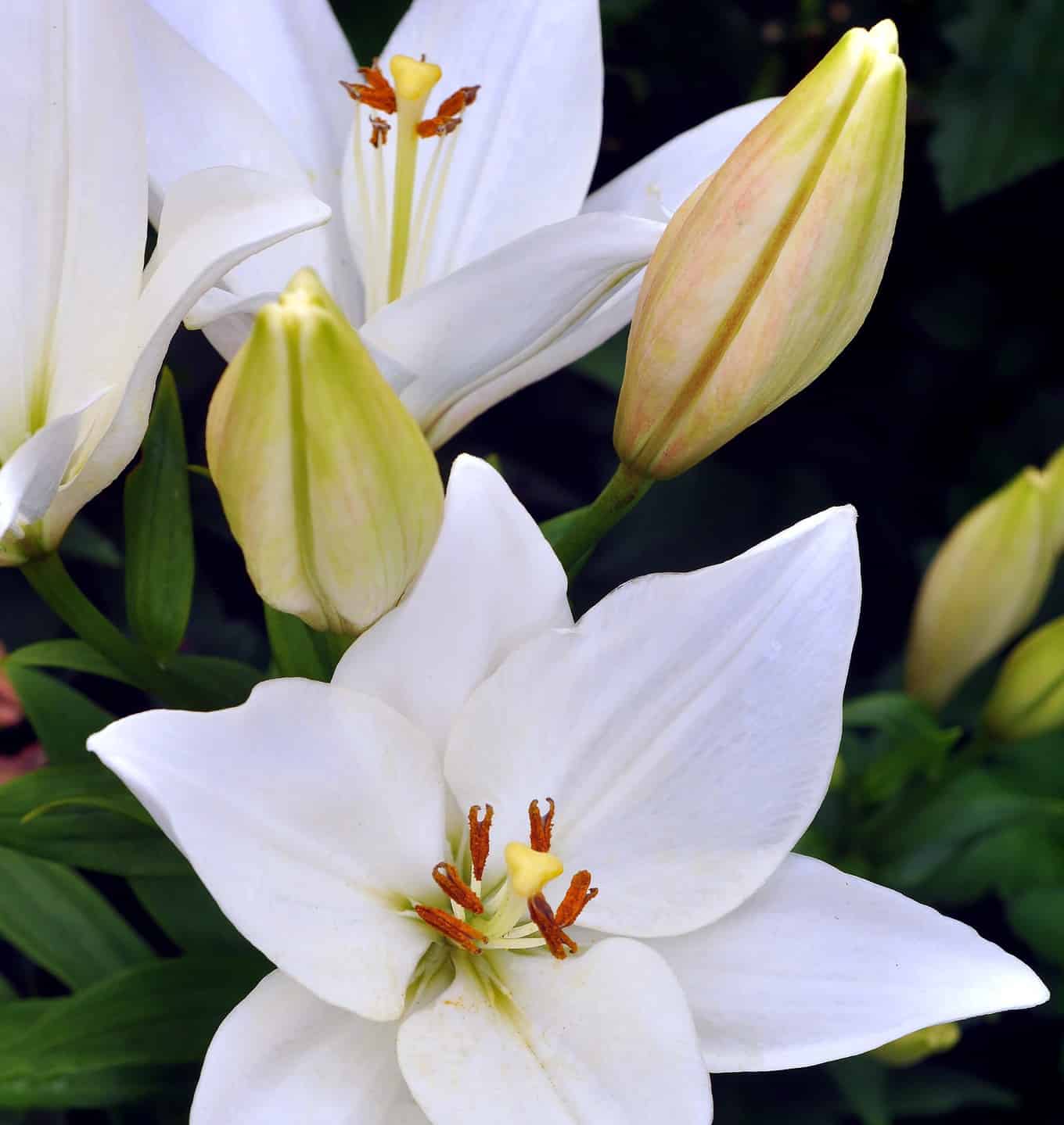 24 Types Of White Lilies